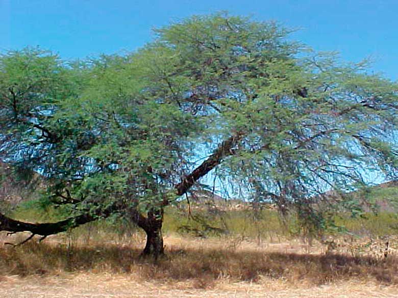 pagina de las ciencias 2: Ecosistema selva seca