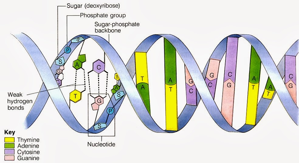 Uraniborg: DNA Origami