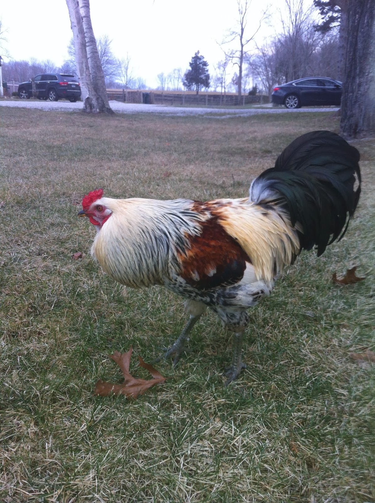 Why did the rooster cross the road? – This Old House 2