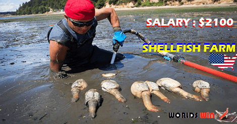 Shellfish Farm Needed Workers in USA - worldswin - jobs apply and ...