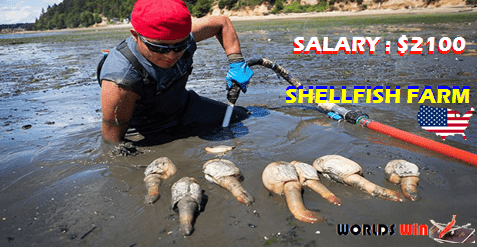 Shellfish Farm Needed Workers in USA