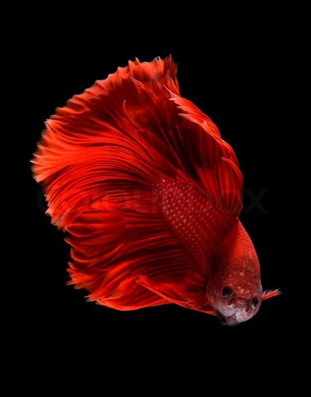 10 FOTO TERINDAH IKAN CUPANG BERNUANSA MERAH VISARUTE ANGKATAVANICH ...