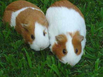 mundo de las cobayas: los cuidados basicos de las cobayas