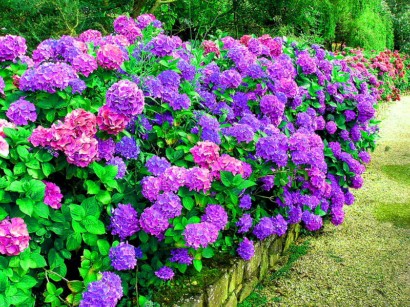 Colors: Cẩm Tú Cầu Đà Lạt - Câu Chuyện Tình Yêu