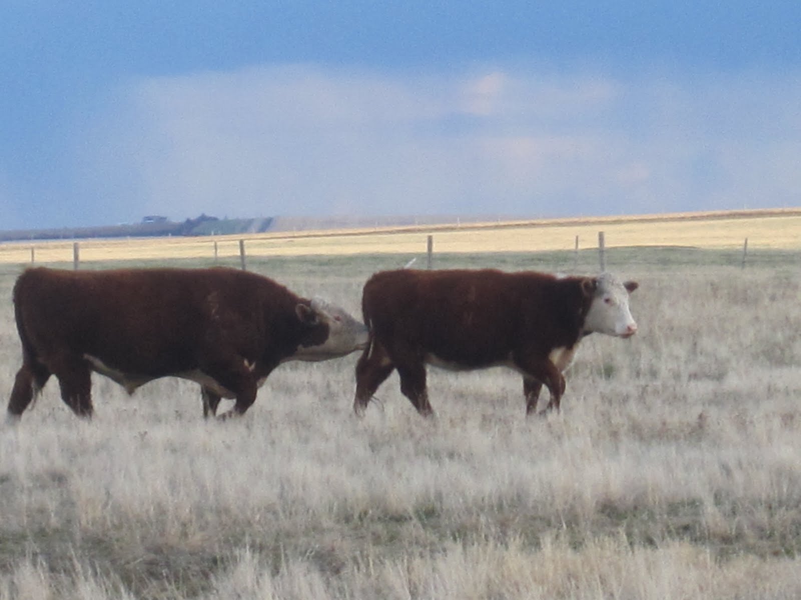 Down on the Farm: The Power of the White Face!
