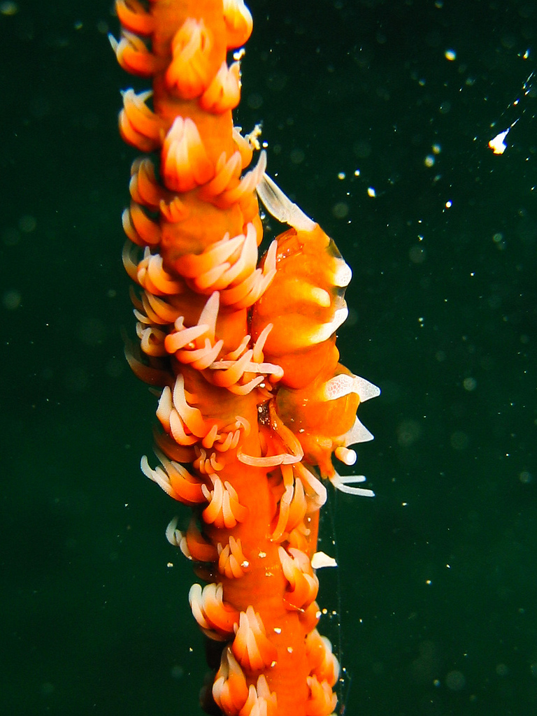 Real Monstrosities: Whip Coral Shrimp