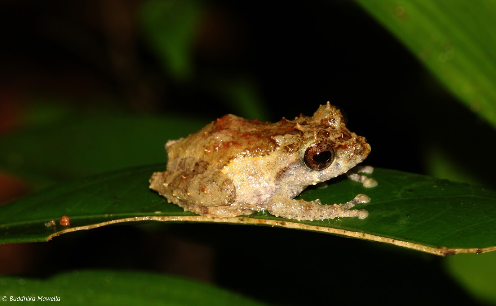 Lanka Nature Summary: Sri Lanka Short-Horned Shrub frog ...