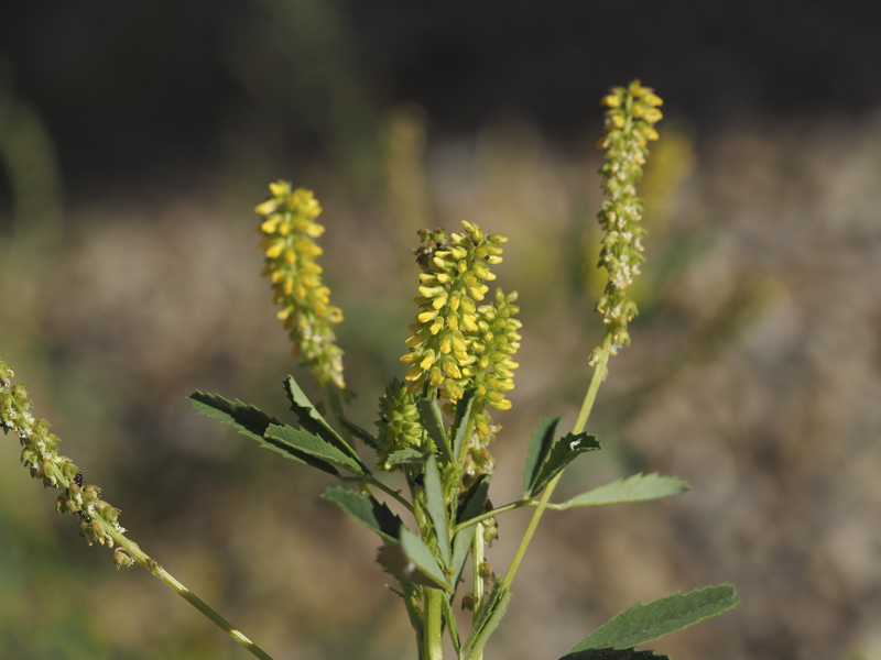 Paseos por la naturaleza: Melilotus segetalis Trébol de olor