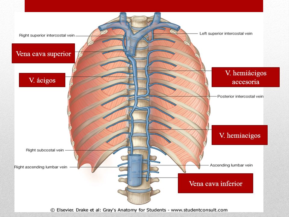 Glosario del Sistema Cardiovascular: Glosario del Sistema Cardiovascular