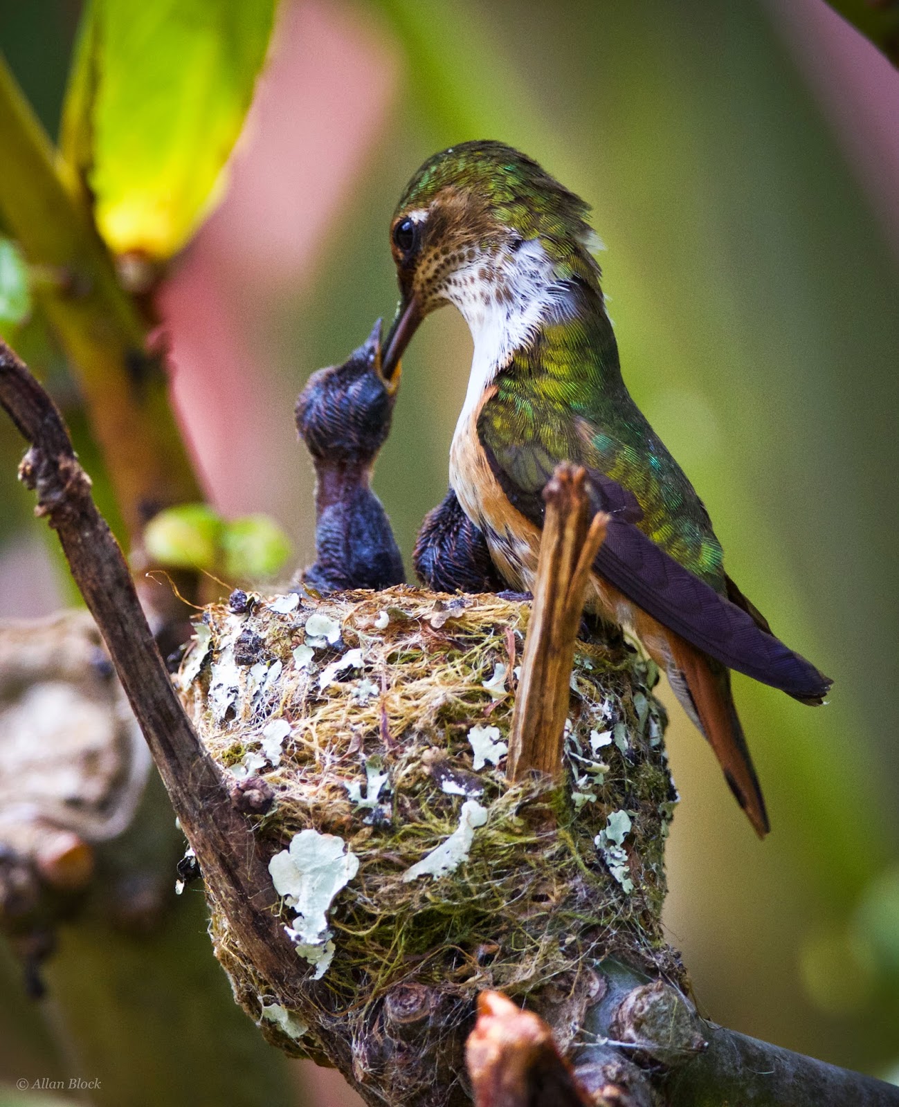 Feather Tailed Stories: Hummingbird Babies