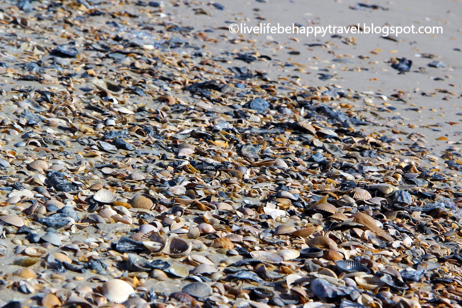 Life and Coconuts: Discovering Florida's Hidden Treasures: The Best ...