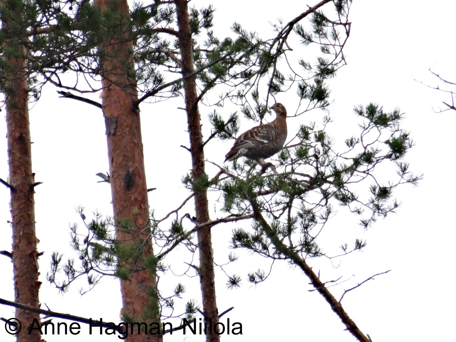 Annen jutut: TEERI Lyrurus tetrix