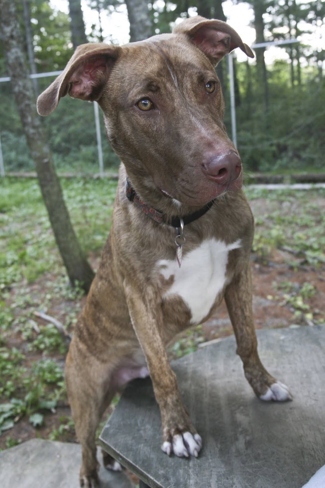 Dogs Day Out: Brutus gets Adopted, but Look Who's Still Available for ...