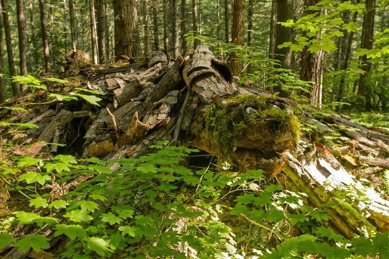 Pest Habitats: Pacific Giant Ground Sloth (Megalonyx Jeffersonii)