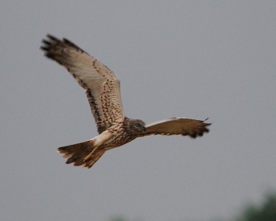 Dig deep: Harrier identification revisited!