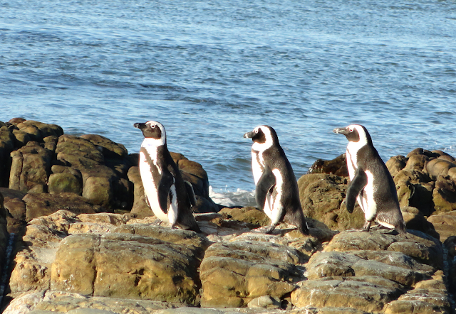Robben Island Penguin Tracks: Loggerbird spotted!
