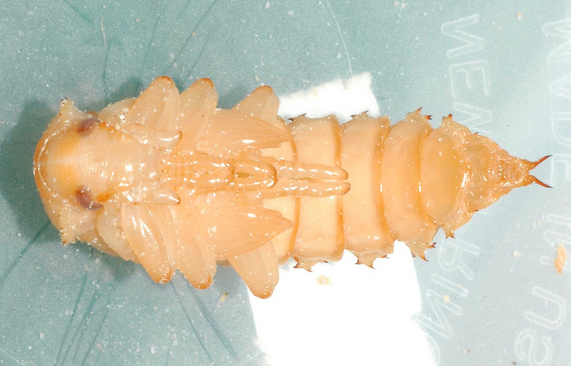 Chick-a-Doodles or J&D Farm: Superworm Farm