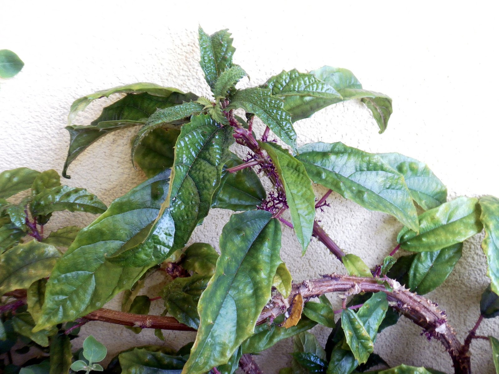 Scirpidiella's Plants: Urtigão, Shrubby Nettle (Urera cf. nitida)