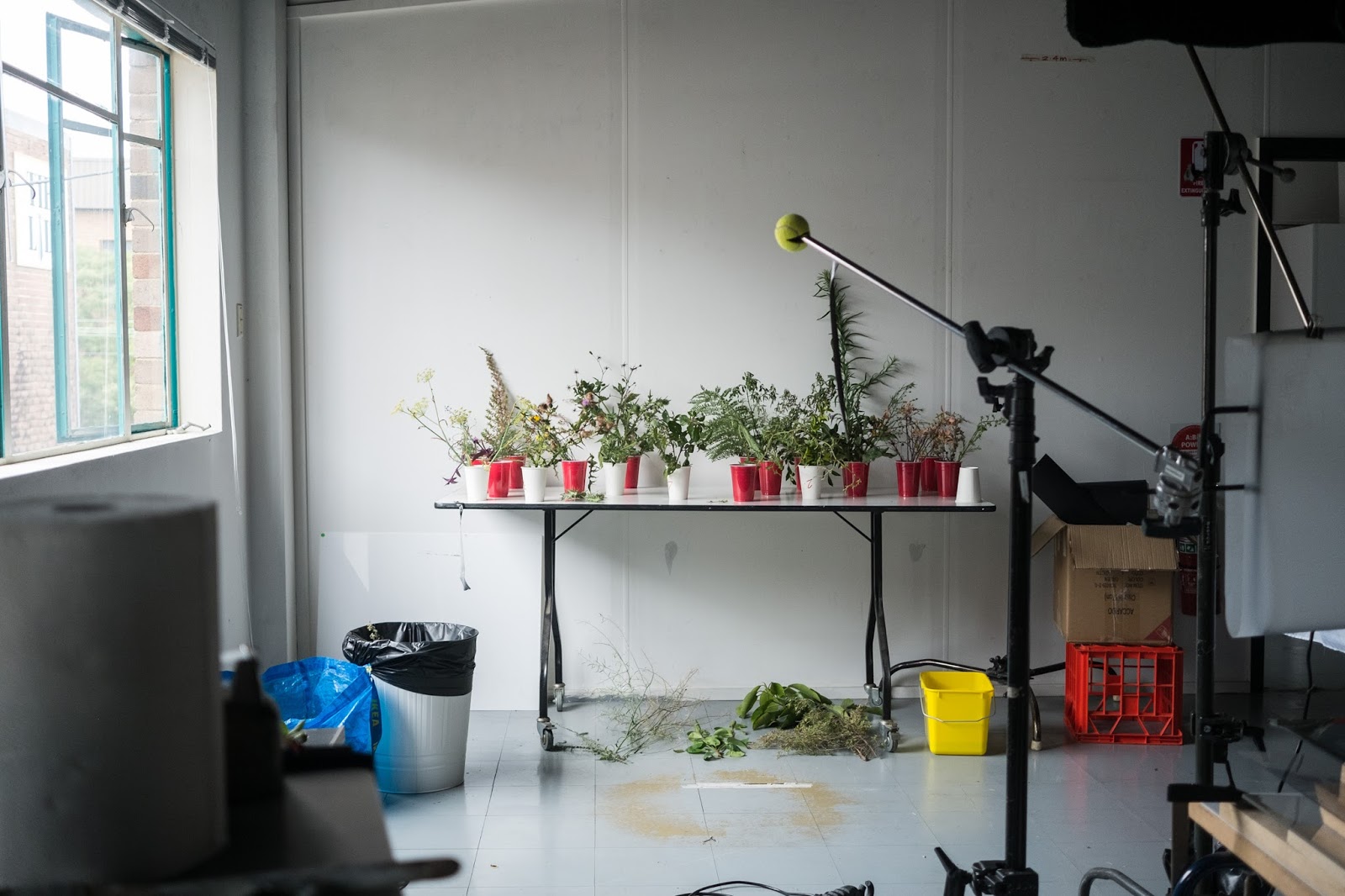 photo-eye | BLOG: Interview: Daniel Shipp on his series Botanical Inquiry