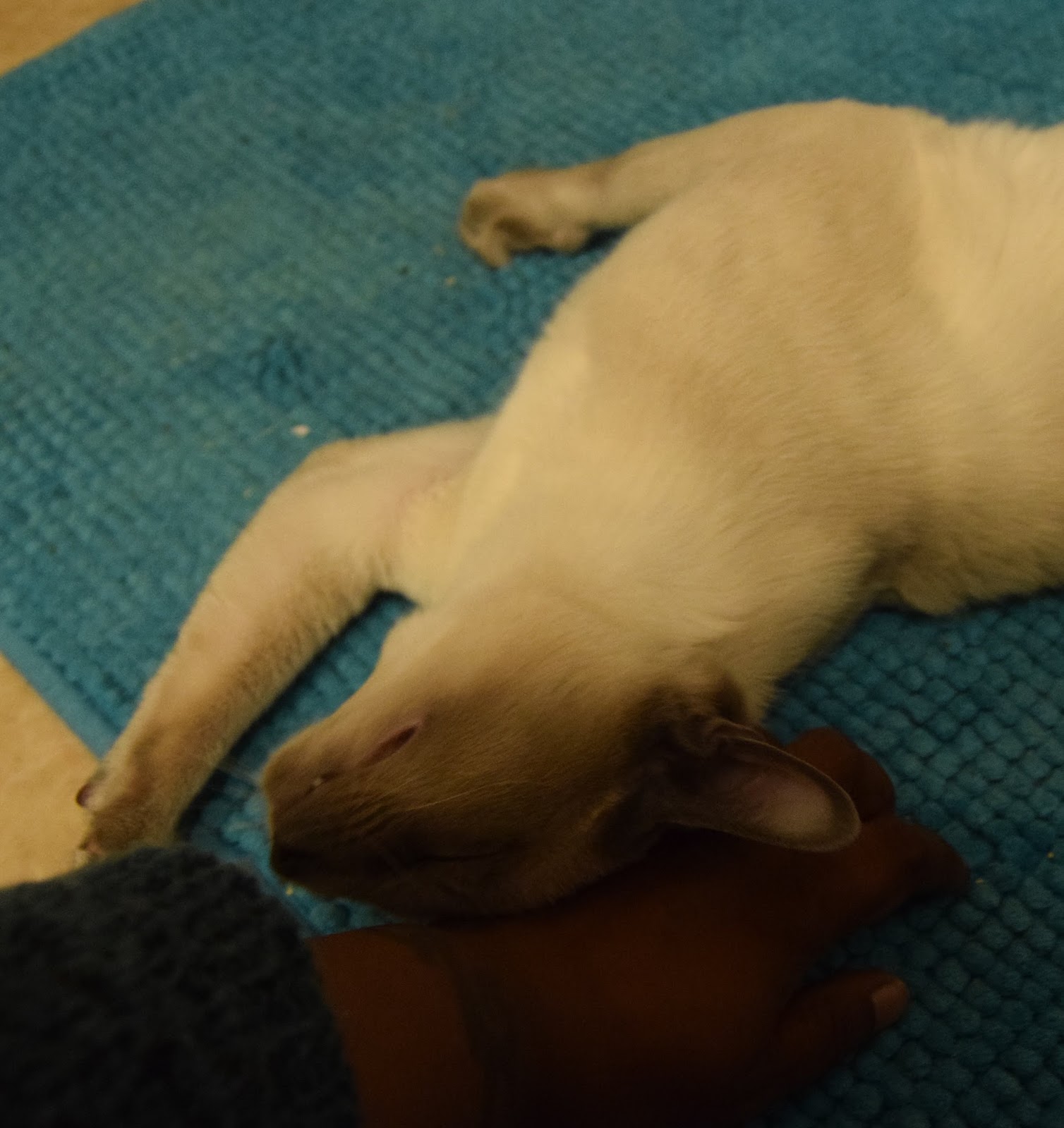 Attacks Cattery: Pure CFA Siamese babies?