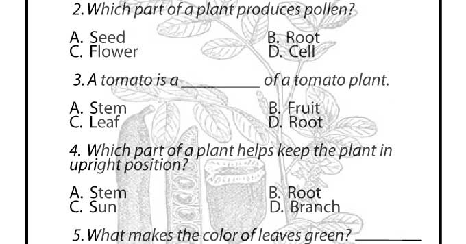 SOCIAL AND NATURAL SCIENCES FOR SECOND GRADE 2016/17: PLANTS. WORKSHEETS.