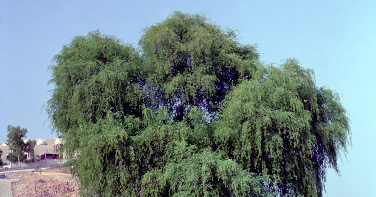 Ghaf tree | All about plant