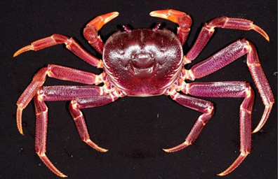 Faculté de Médecine: Description des crustacés