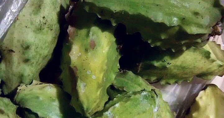 Jaime Ramos Méndez: Frutos del campo michoacano - Chicuipos ...