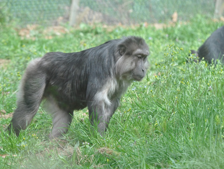 ZOOTOGRAFIANDO (6.096 ANIMALS): MACACO DE TOGIAN / TONKEAN MACAQUE ...