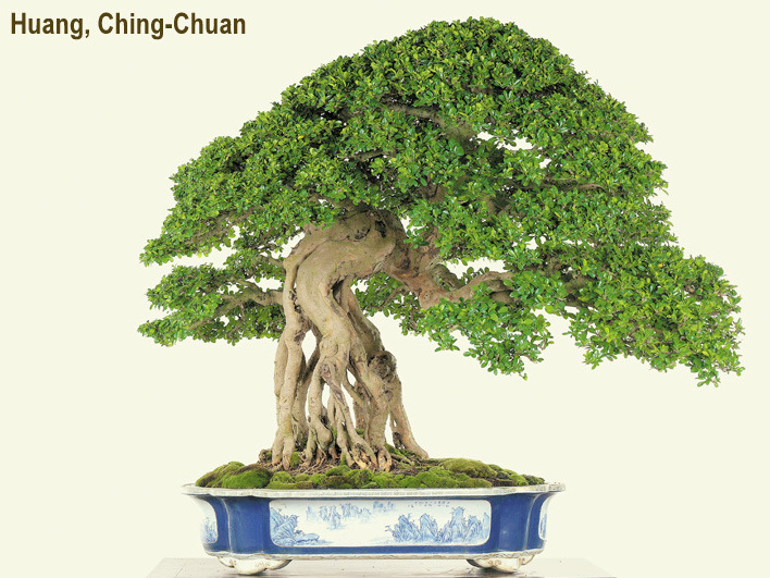 Te Yang Bonsai: NEAGARI – Raízes expostas