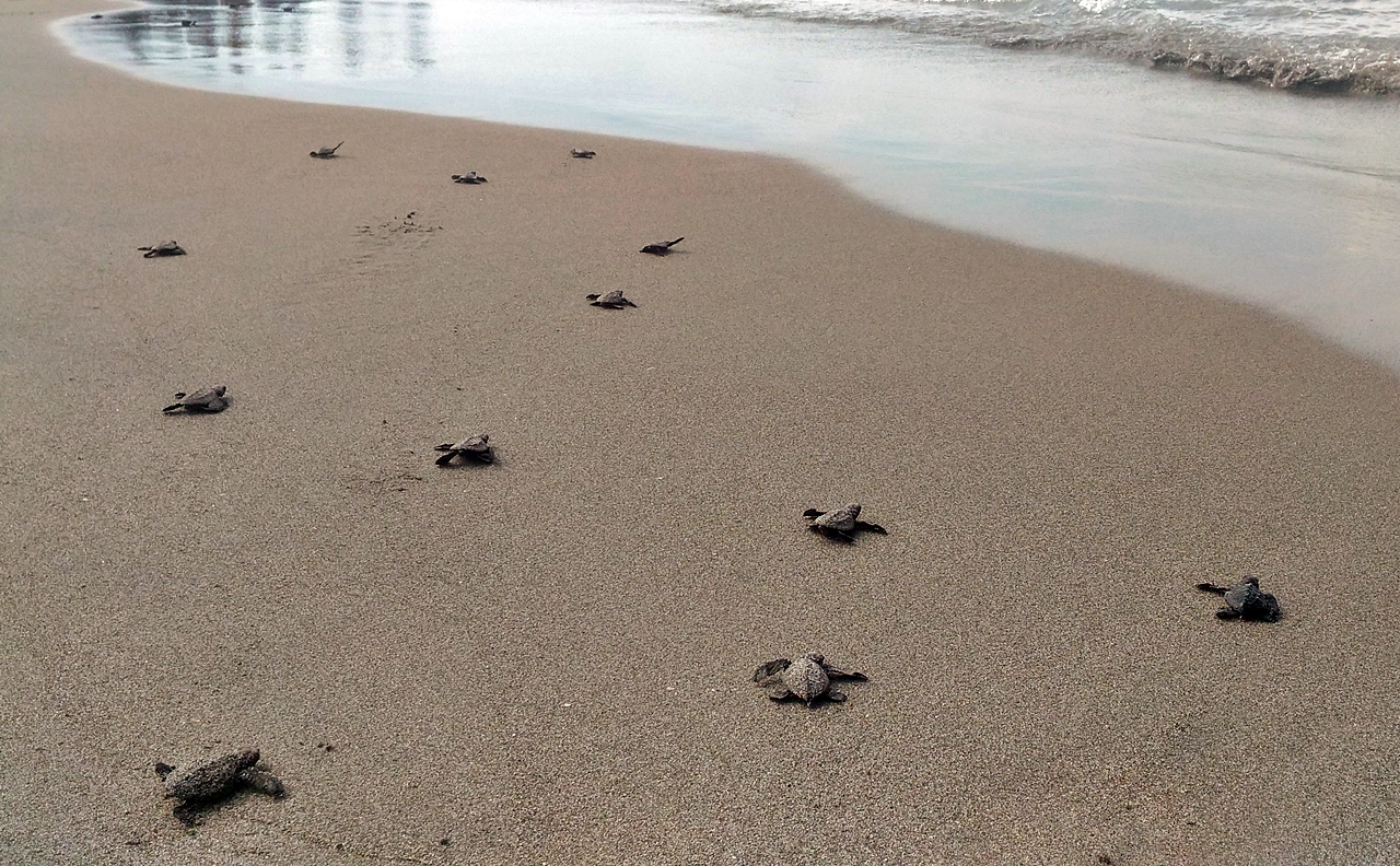 Bataan Pawikan Festival: Sending Sea Turtles Home with Love - Nomadic ...