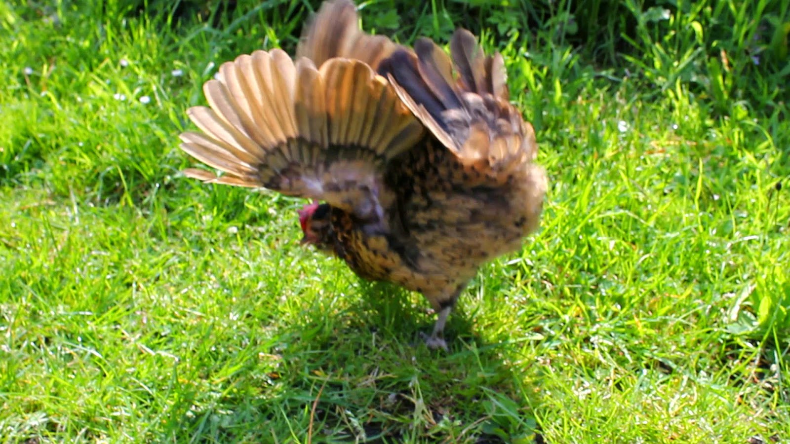 HATCHING & RAISING QUAIL | The Holistic Hen - How to raise quail ...