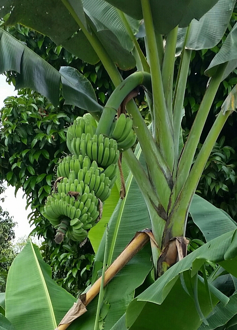 Warisan Petani: Buah Pisang 2