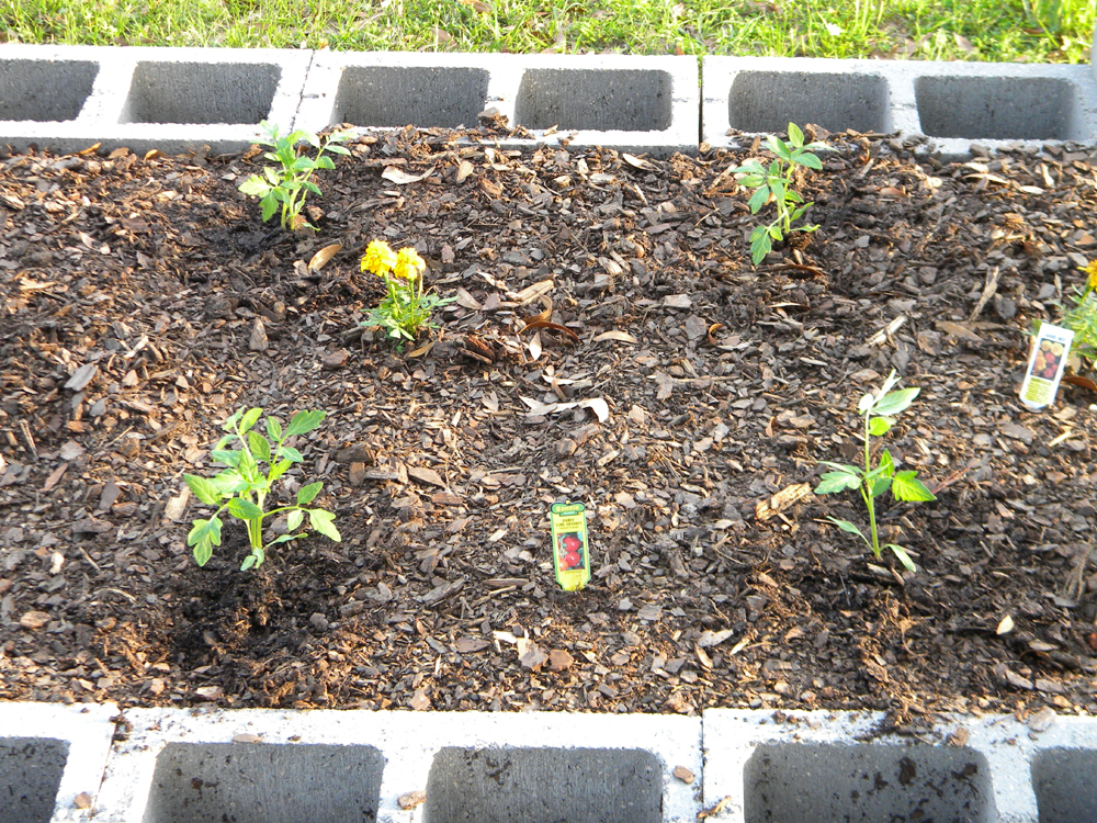 Booth's Little Farm: Corn Patch, Potting Table, and Raised Bed Garden ...