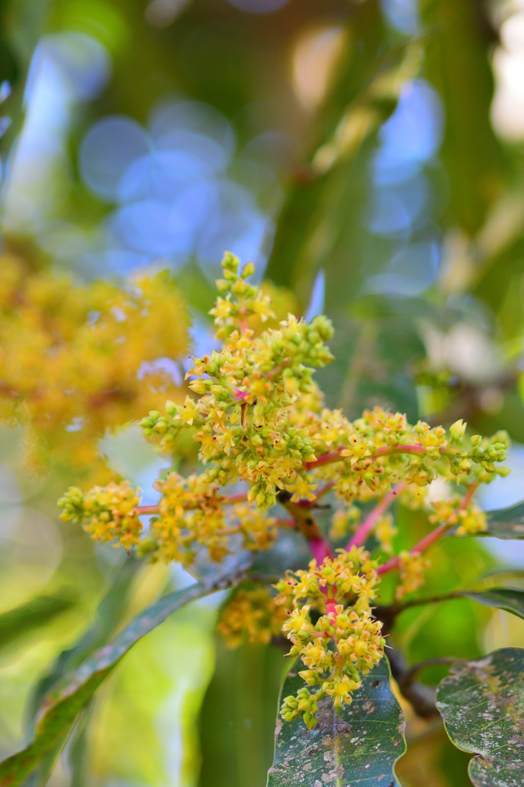 Mango Flowers