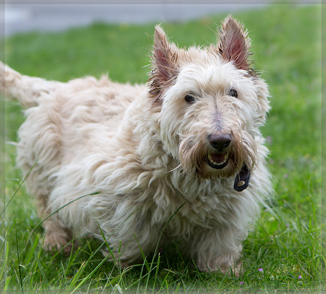 Shelter Dogs of Portland: "SUMMER" a Scottie and "DUTCH" the Cocker