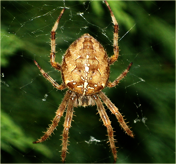 Arachnerds: Garden / Cross Spider - Araneus diadematus