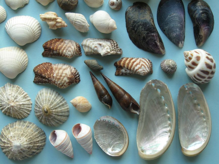 Bugs and Fishes by Lupin: My Childhood Shell Collection