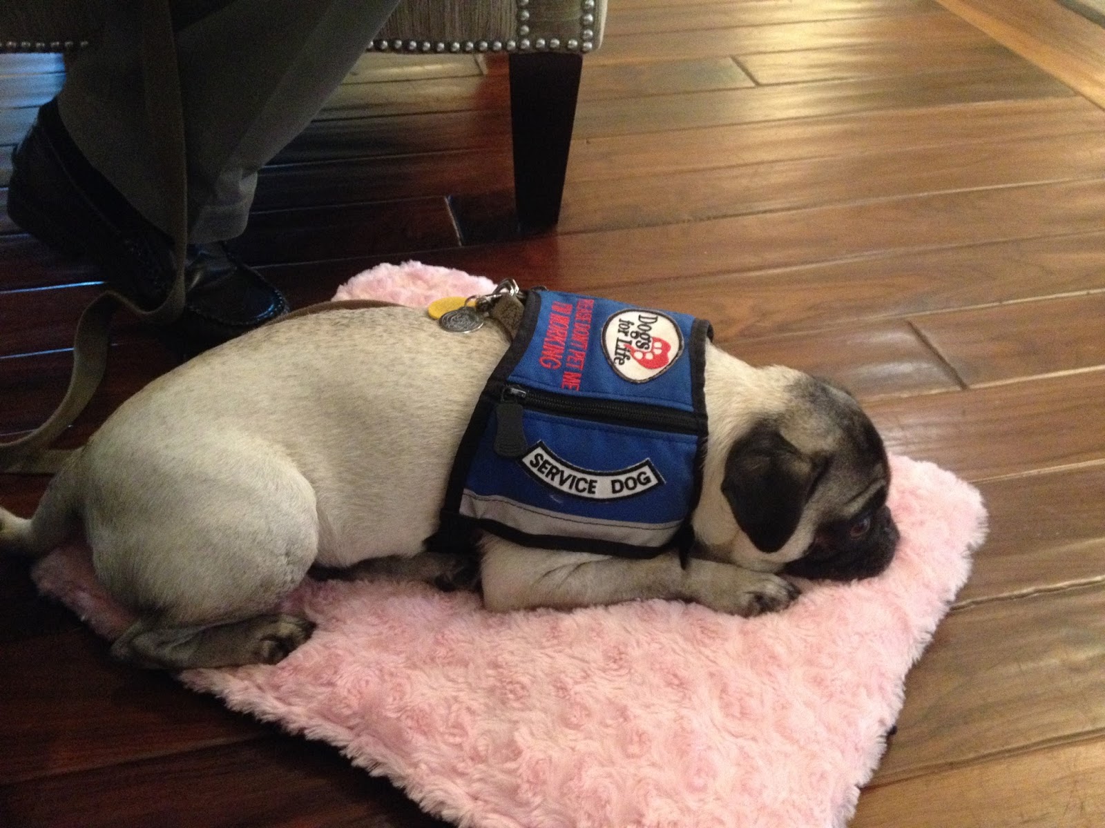 Pia Pia, a Pug with a Purpose..: Benefits of a PTS Service Dog for our ...