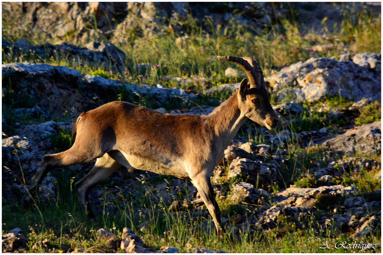 Naturaleza y Paisajes de España: Cabra montés
