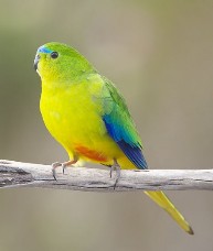 A Collection of Chain Tales: Manjhi. The Parrot and the Maina