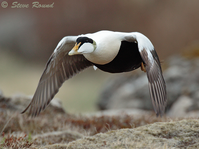 Steve Round Wildlife Photography: Iceland Trip - Eider Ducks