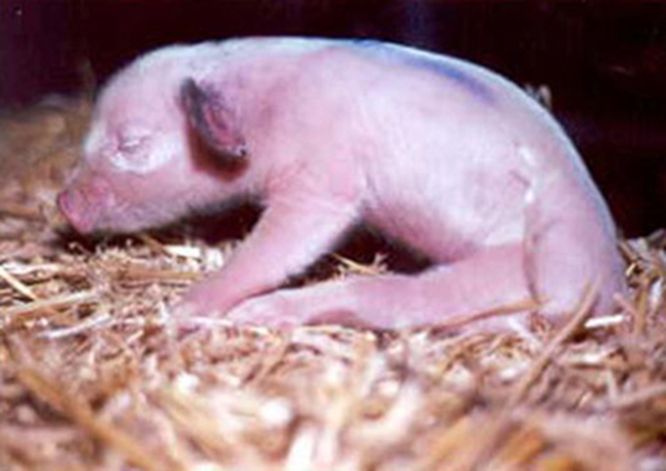 Management of Piglets