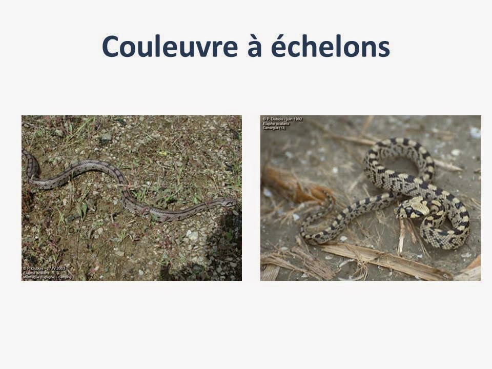 Faune Flore d'Ul: Reconnaître les serpents de France