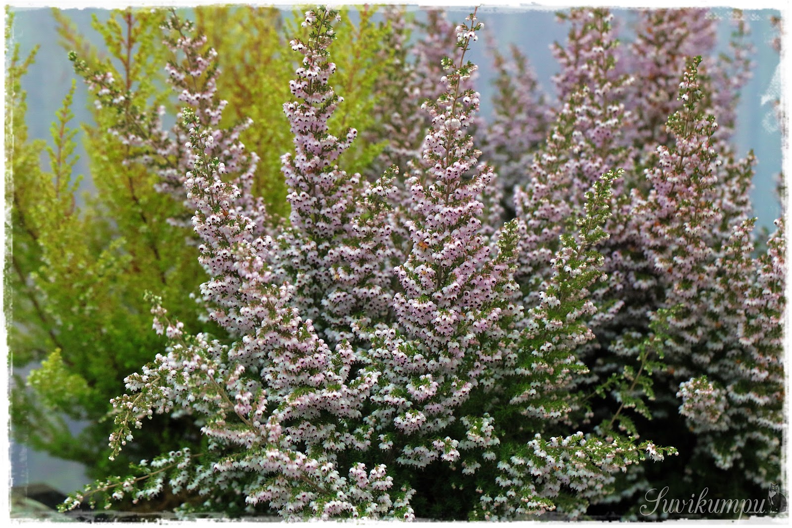 Suvikumpu: Erica Sparsa ja muita ihania