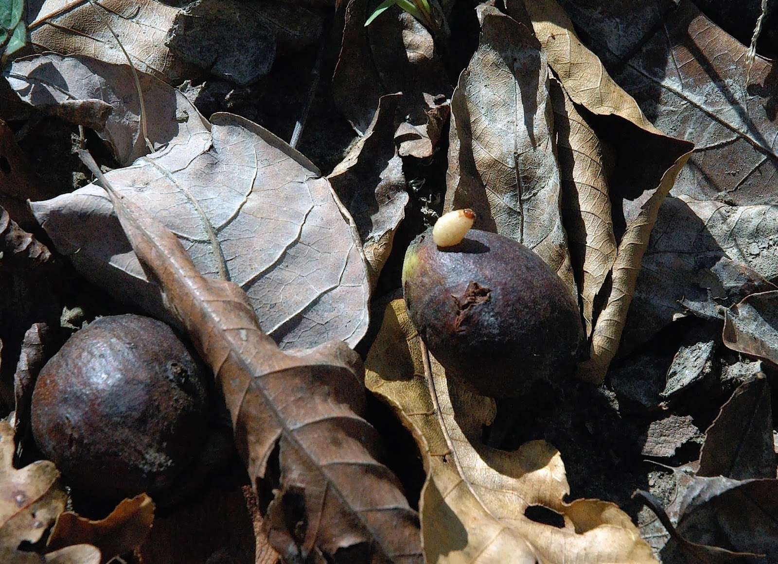 Field Biology in Southeastern Ohio: Hickories of Ohio