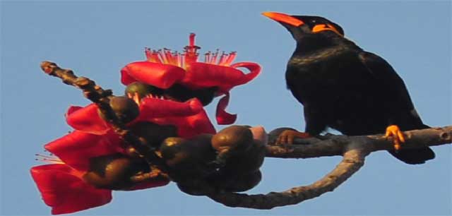 PAHADI MAINA: The Beauty of Birds