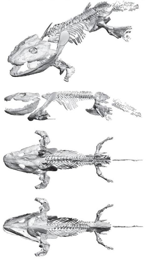 Blog de la Vida Prehistórica: Ichthyostega