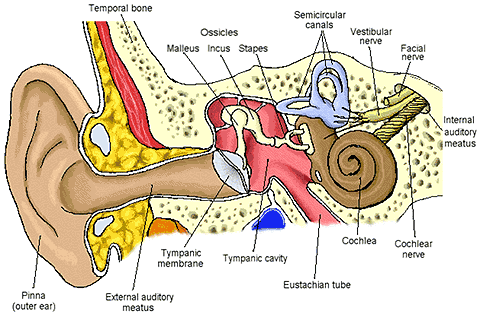 Fisiologi Pendengaran | anatomy & physiology-batch 17-