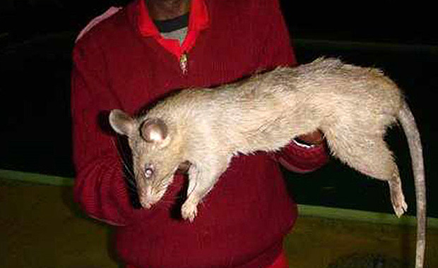 Opiniones de Pericote (desambiguación)